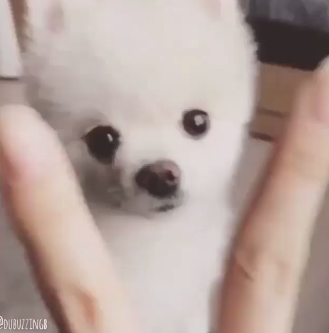 Pieski z całego świata robią Snoot Challenge