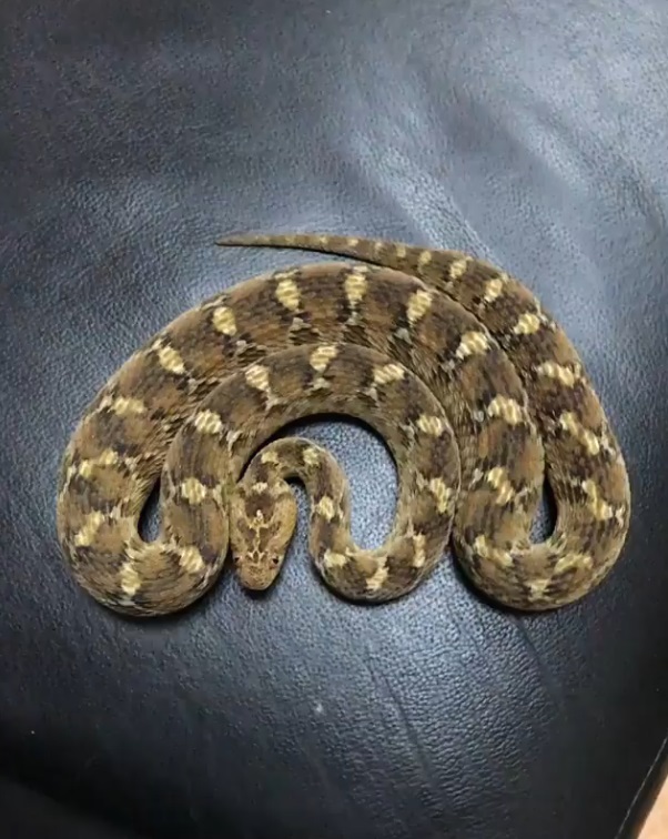 Jak porusza się Efa piaskowa